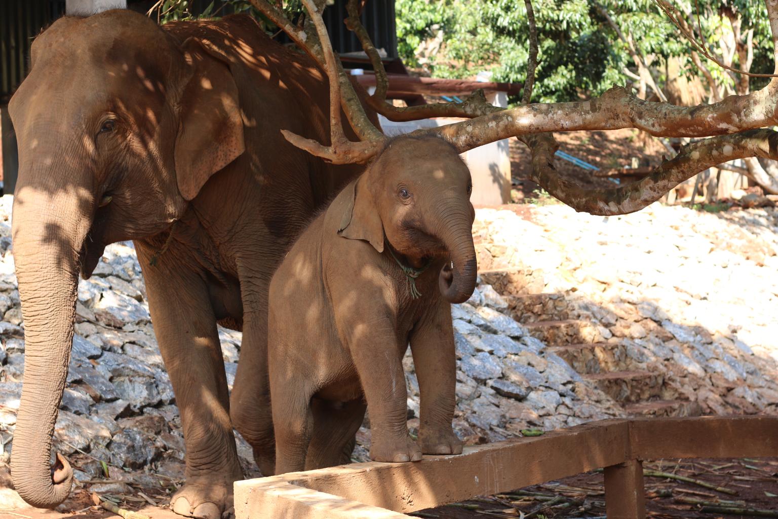 Elephant in the room: How will climate change affect one of nature’s ...