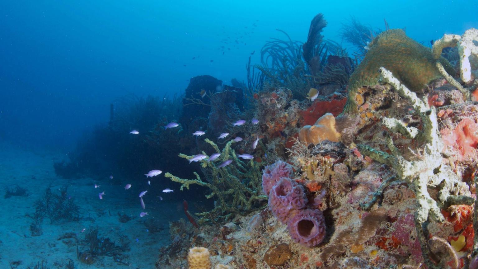 Coral reefs are straight-up dissolving now | Grist