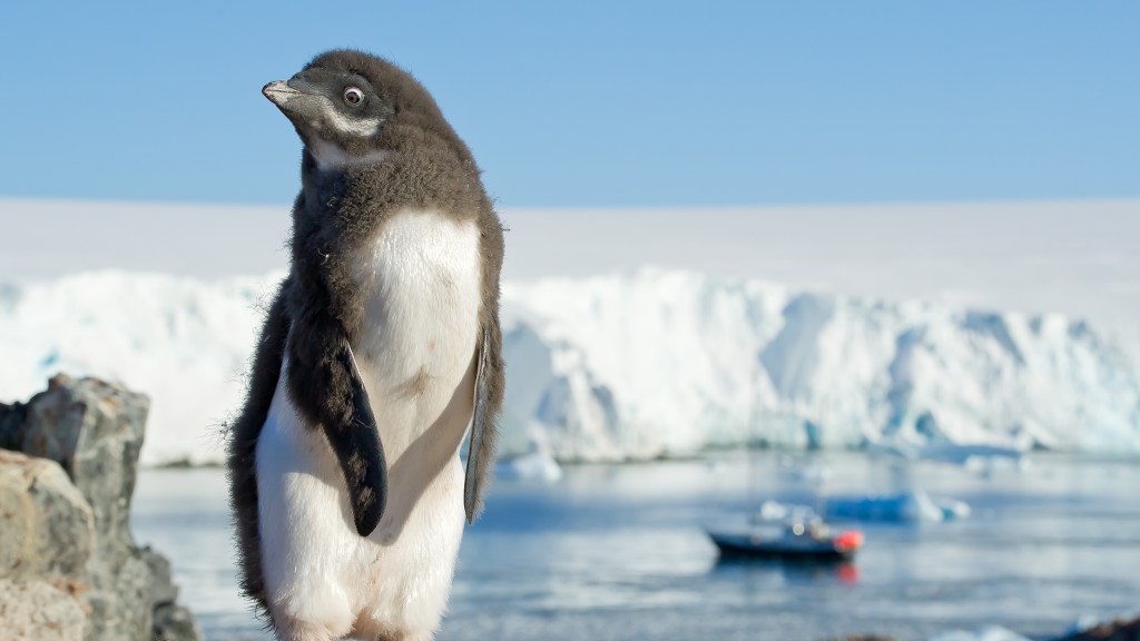 Over half of Antarctica’s badass Adélie penguins could get wiped out by ...