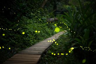 Fireflies are disappearing. Here’s why — and what you can do to help ...