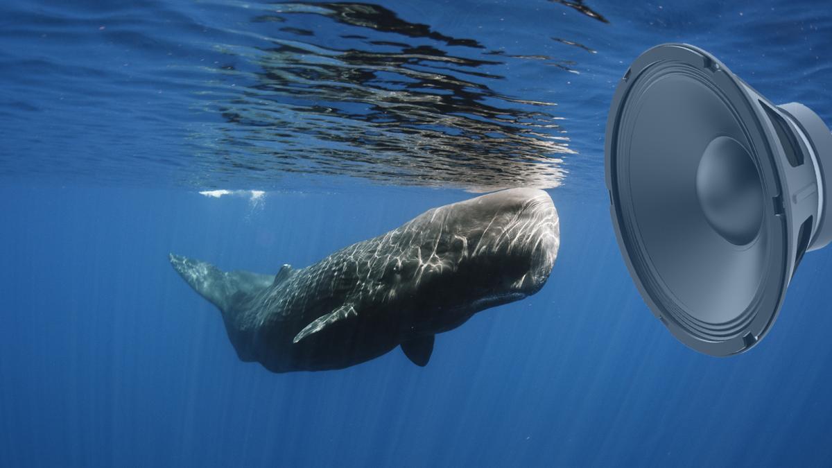 Sea creatures are being drowned out by noise pollution, but for once we ...