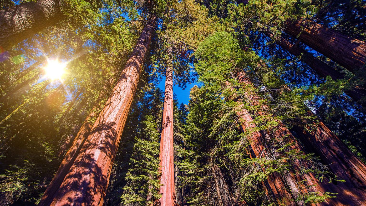 Got tons of CO2? Get more giant trees. | Grist