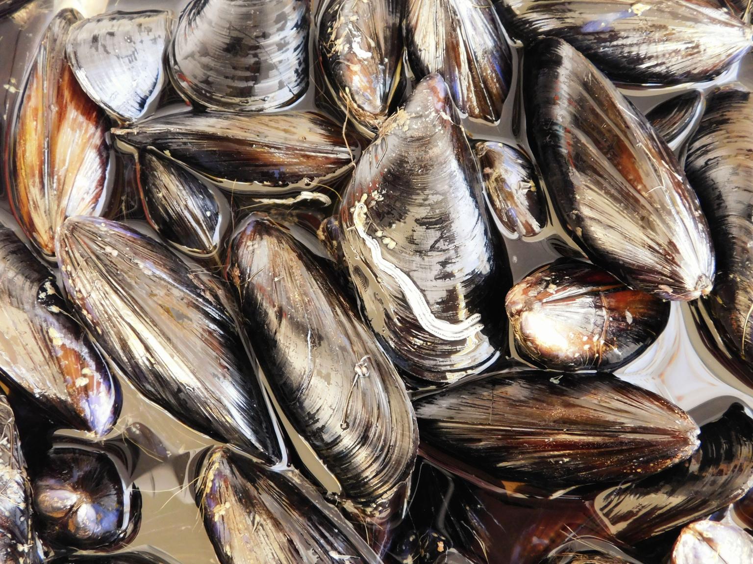 Ocean acidification is eating into mussels | Grist