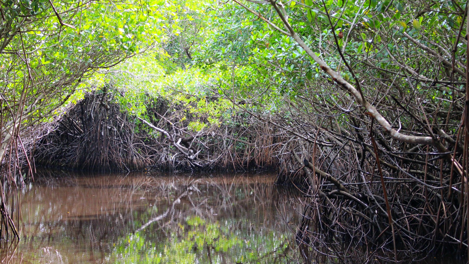 From Glacierless National Park to the Neverglades: Meet your future ...