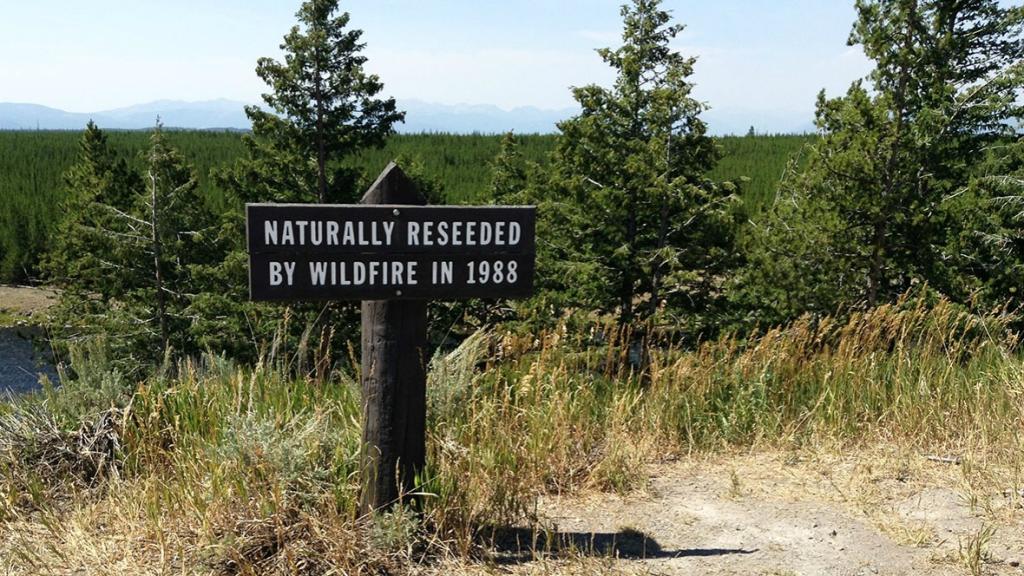 Beautiful map shows the future of animal migration | Grist