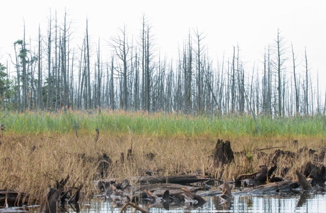Ghost forests are eerie evidence of rising seas | Grist