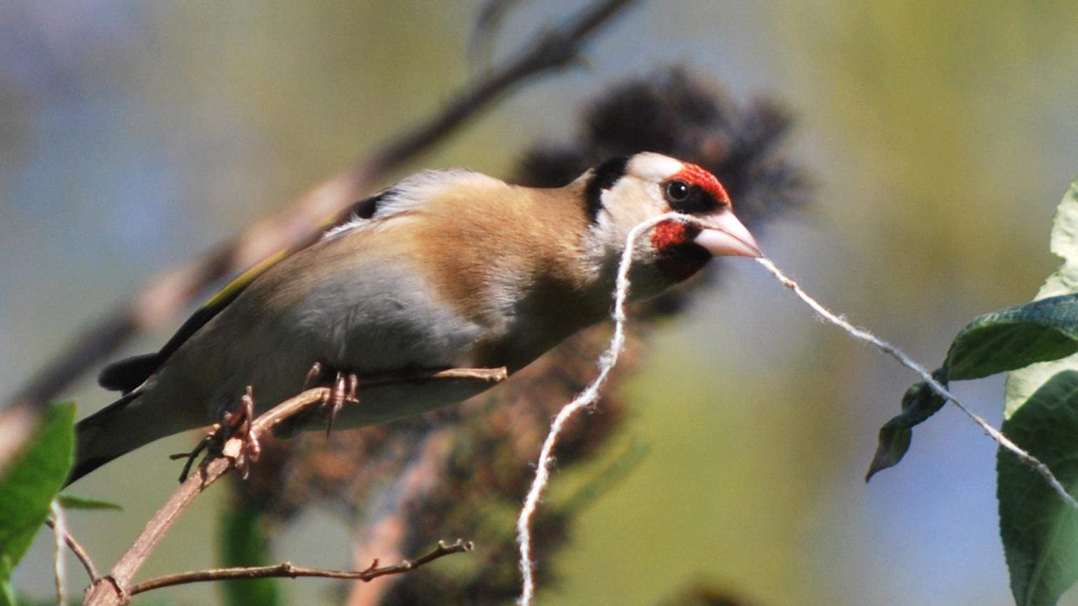Is synthetic yarn for the birds? | Grist
