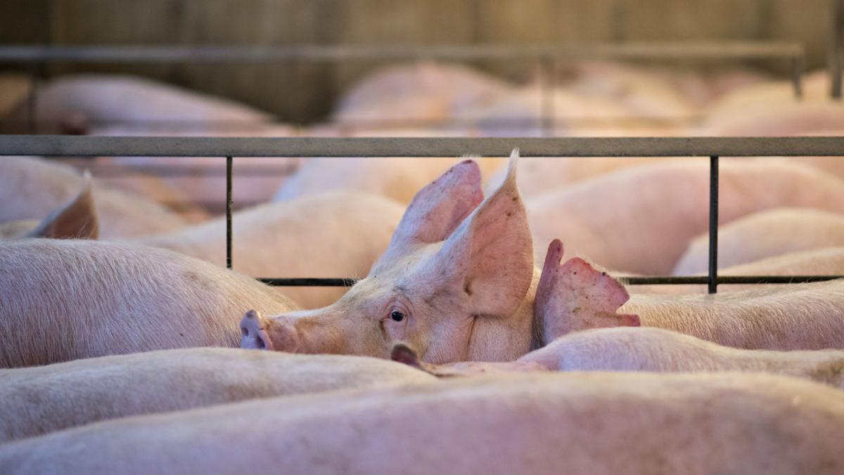 Why the heck are there pig farms in the path of hurricanes? | Grist