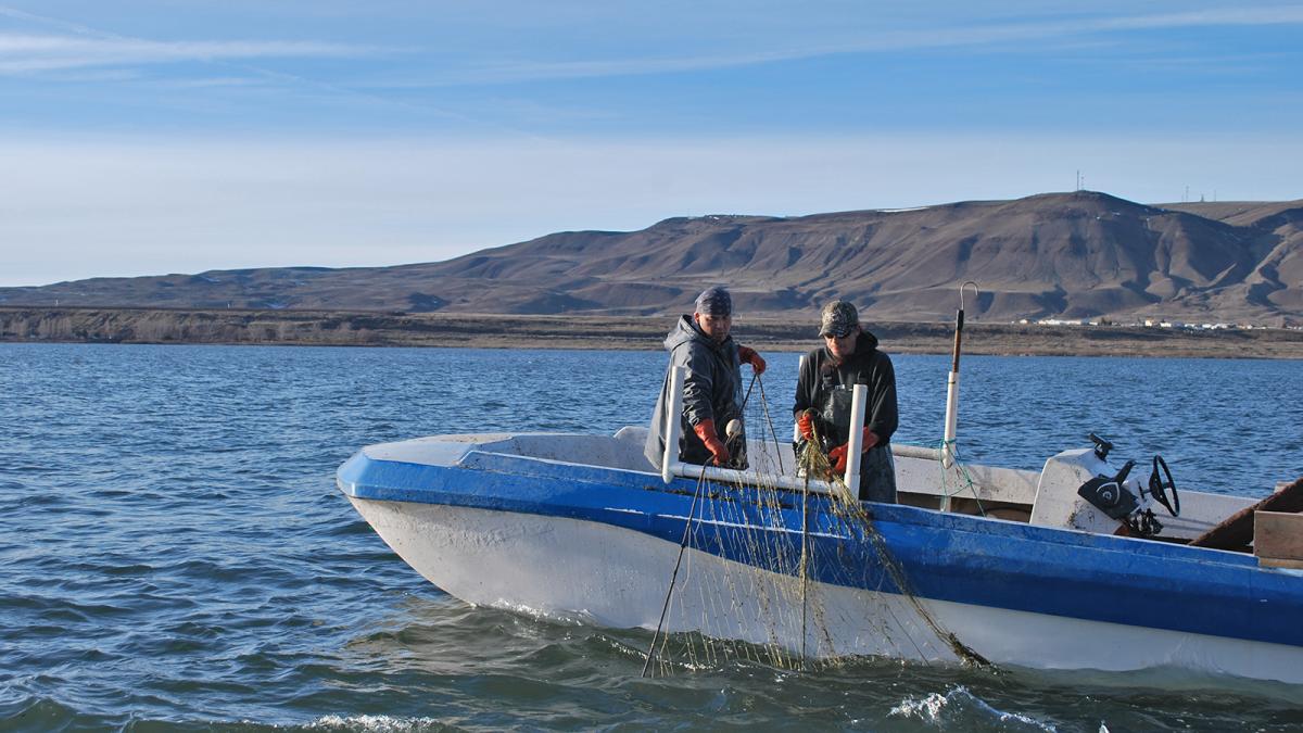 Native Americans caught salmon here for millennia. Now the world is ...