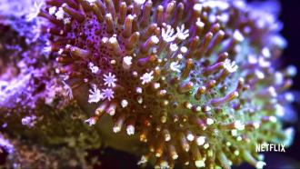 Hypnotic, dynamic, in danger: Netflix's 'Chasing Coral' explores a ...
