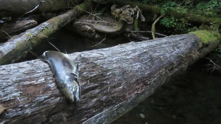 Damaged river ecosystems could use a whole lot more dead fish | Grist