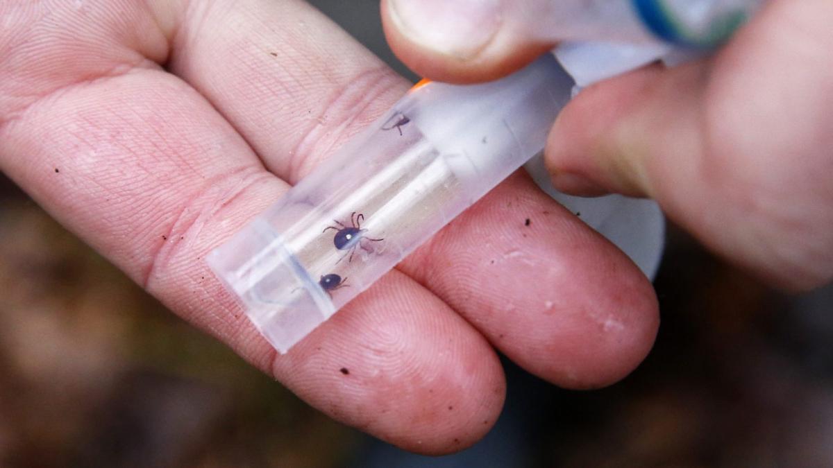 An army of deer ticks carrying Lyme disease is advancing. It will only ...