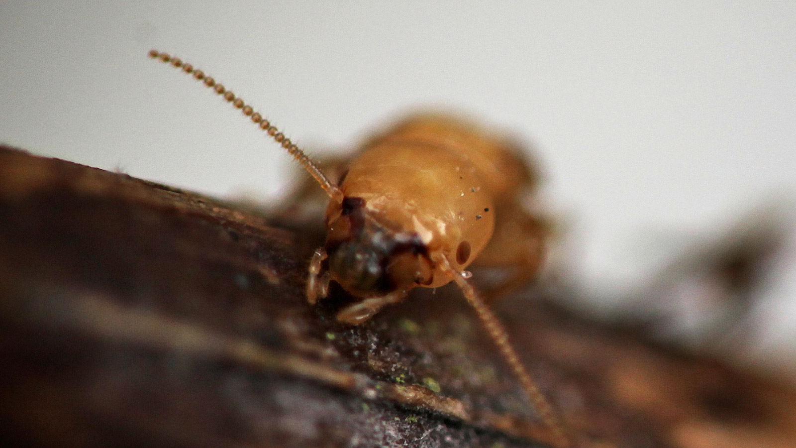 Could termites teach us how to save the world? | Grist