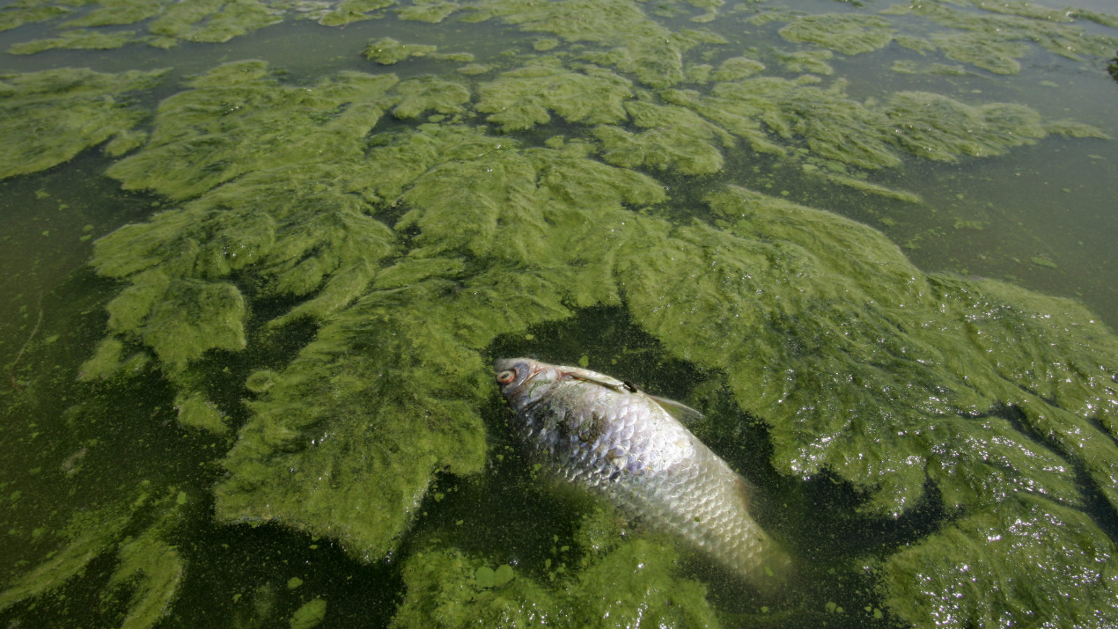 Our fertilizer is killing us. Here's a fix. | Grist