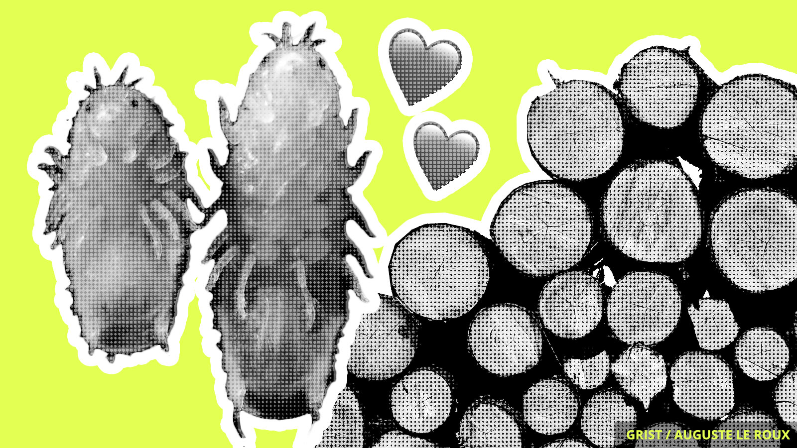 Meet the gribble - Grist | Grist