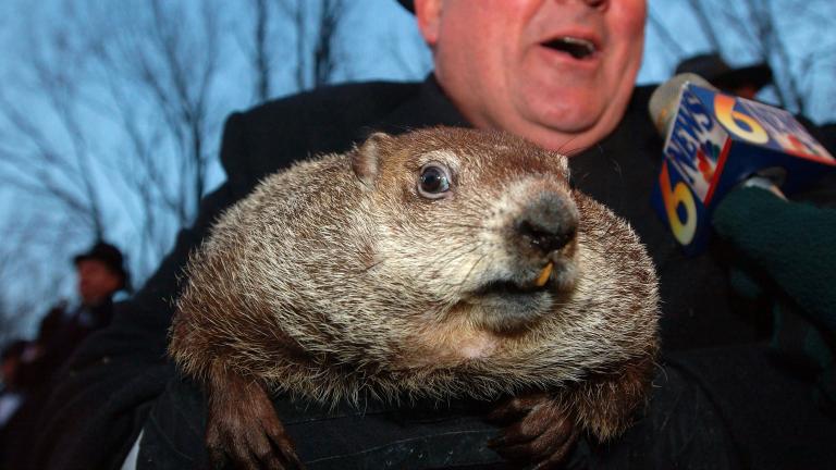 It's Groundhog Day, so here’s the real dirt on your weather forecaster ...