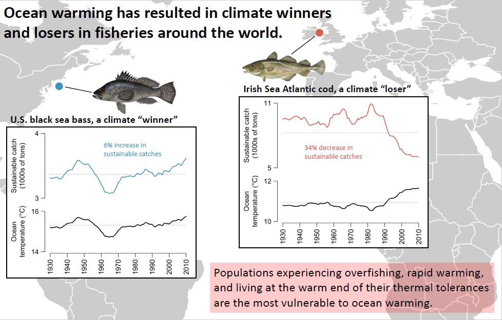 Warming oceans have already harmed the world’s fish supply | Grist