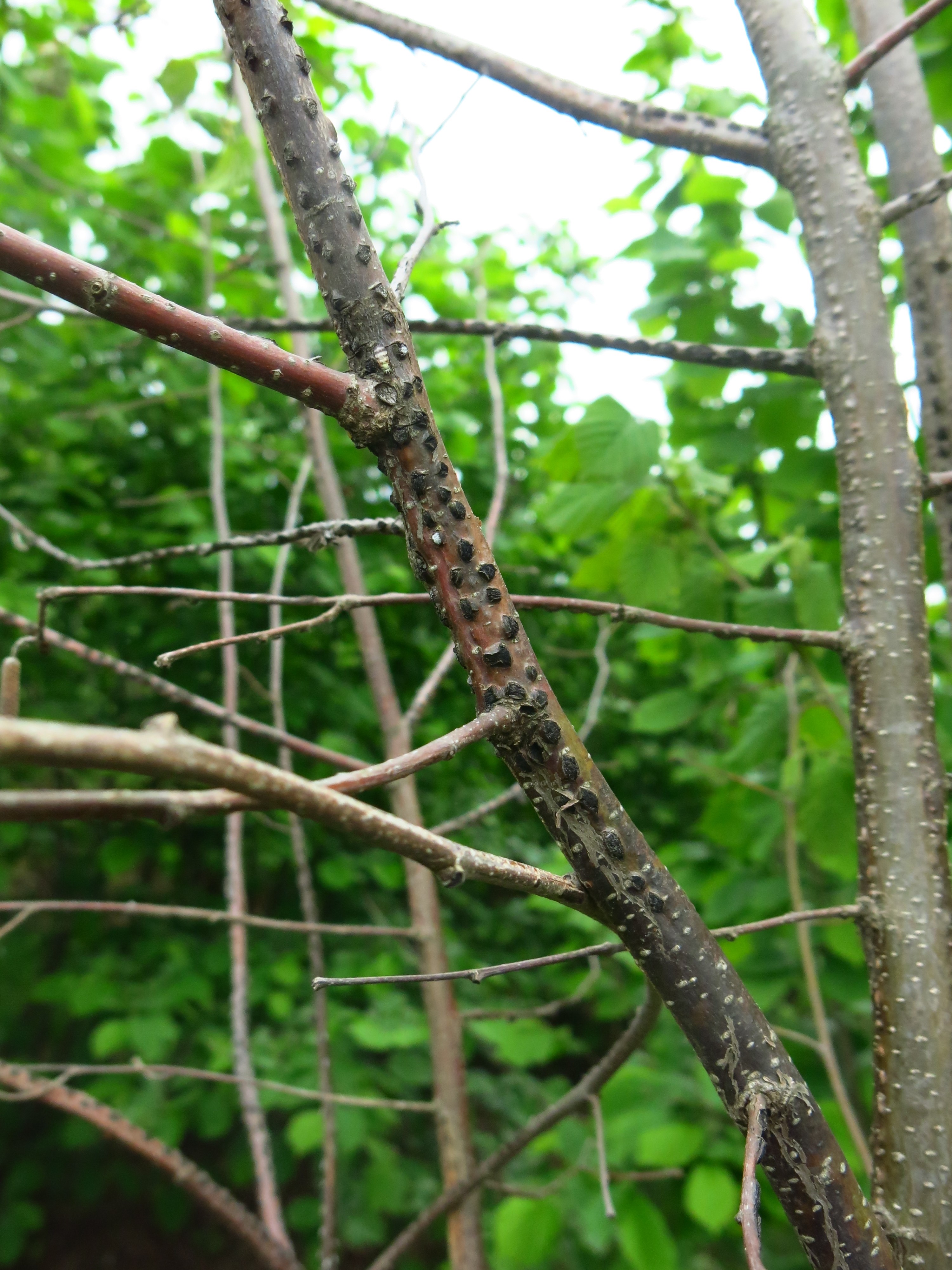 How to protect our food from a crazy climate? Consider the hazelnut ...