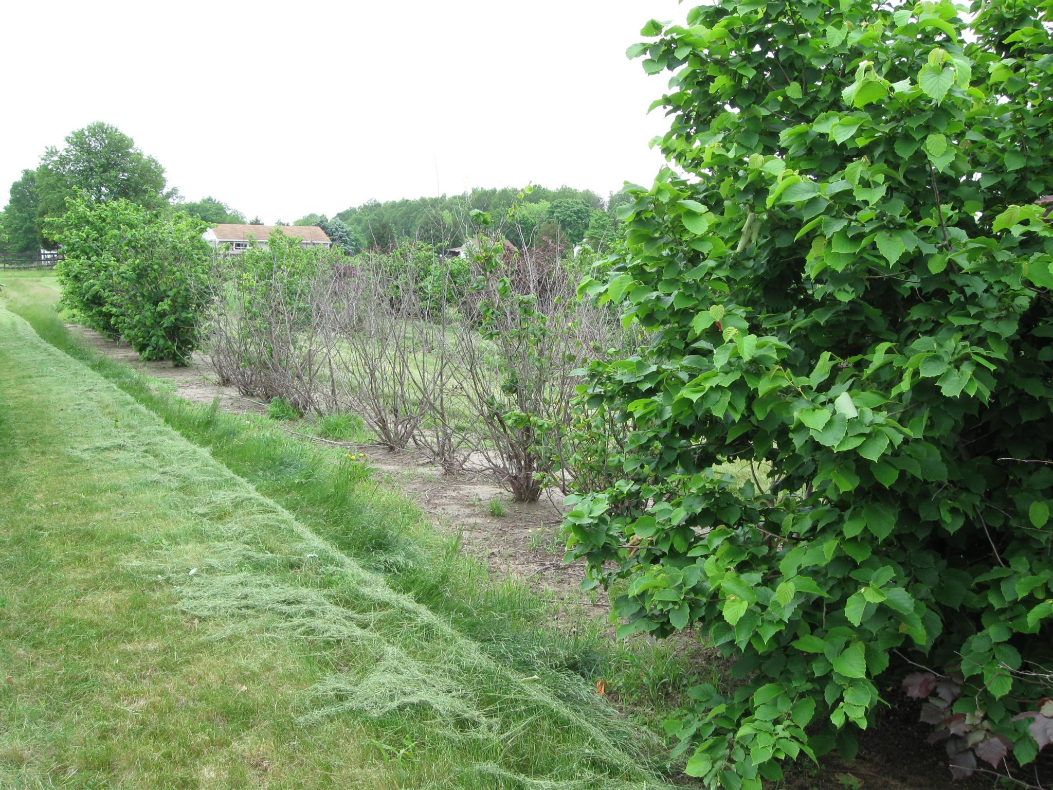 How to protect our food from a crazy climate? Consider the hazelnut ...
