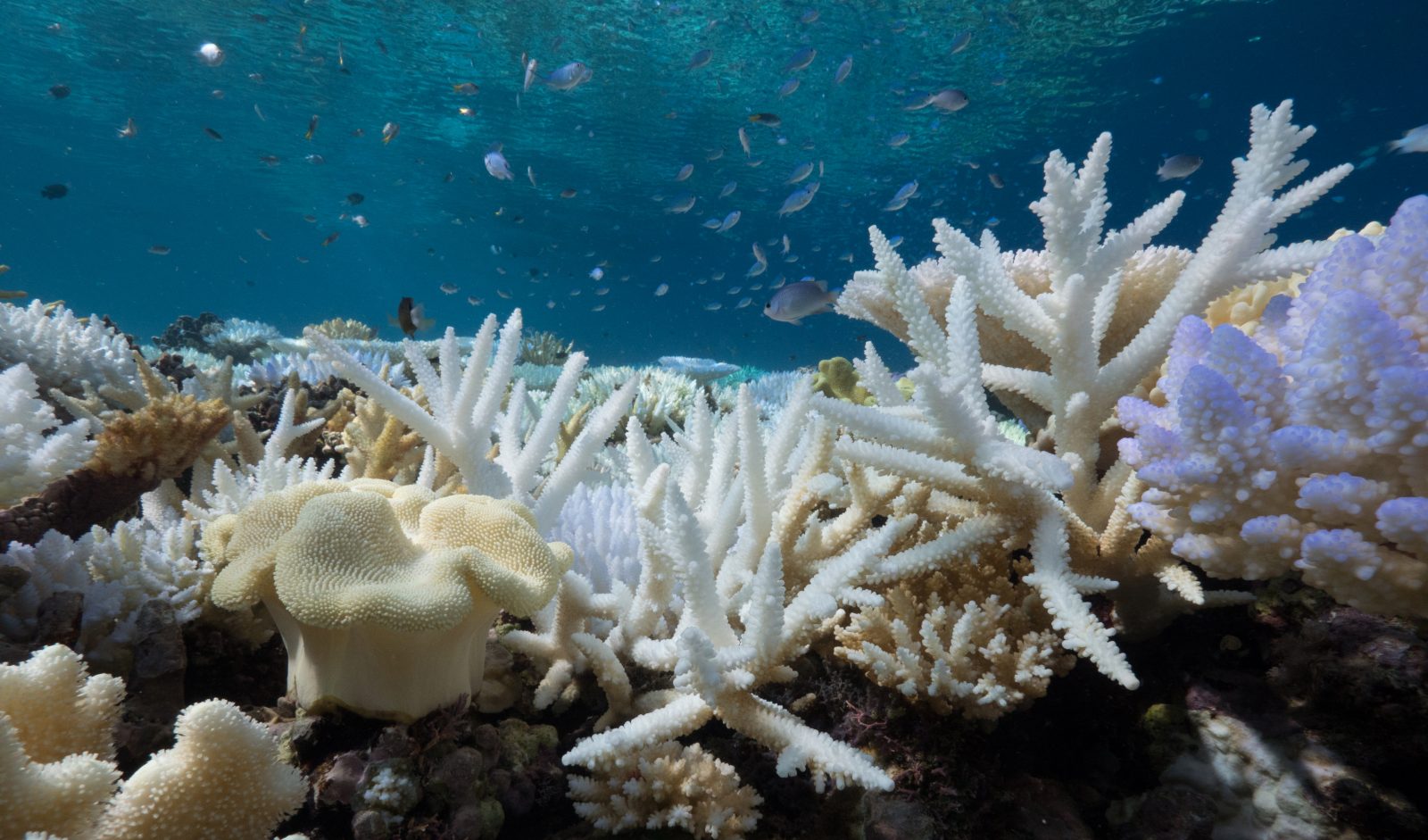 Humans are the villain in Netflix's new series 'Our Planet' | Grist