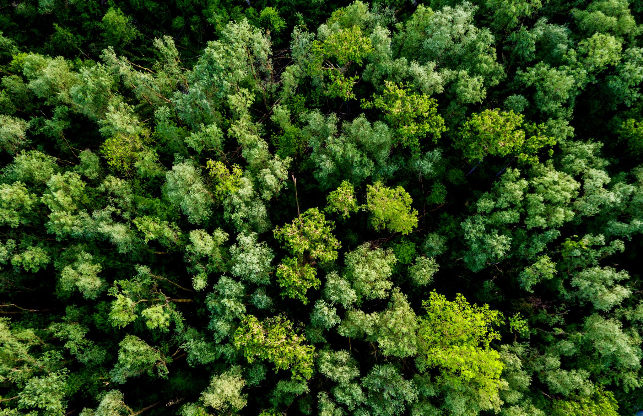 Are we overestimating how much trees will help fight climate change ...