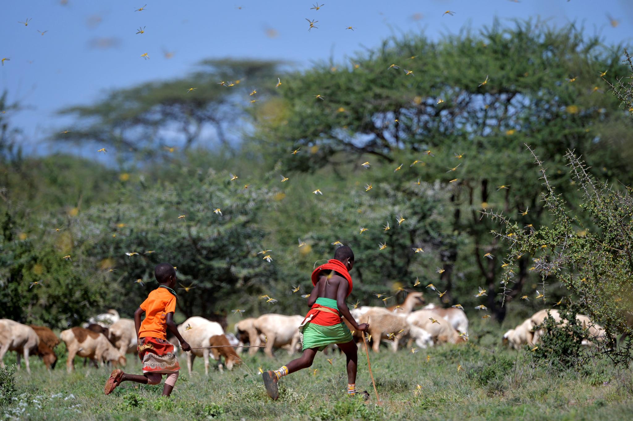 Climate change helped spawn East Africa's locust crisis | Grist