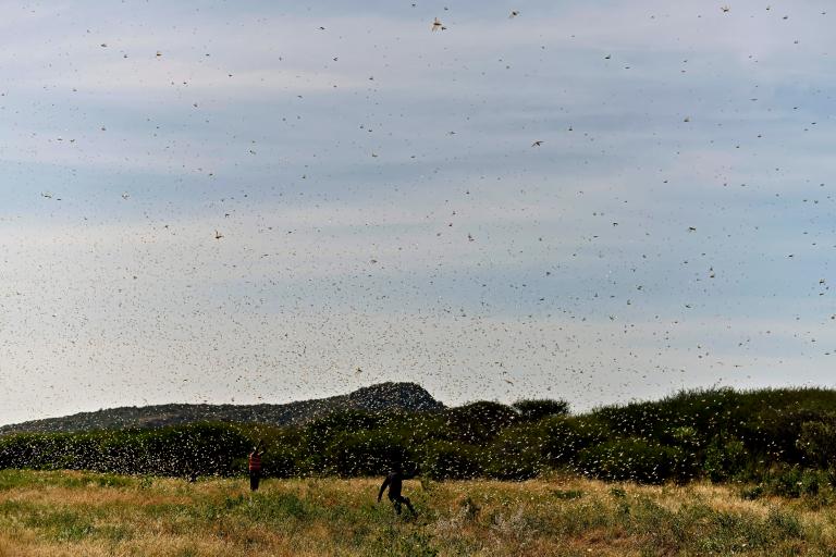 Climate change helped spawn East Africa's locust crisis | Grist