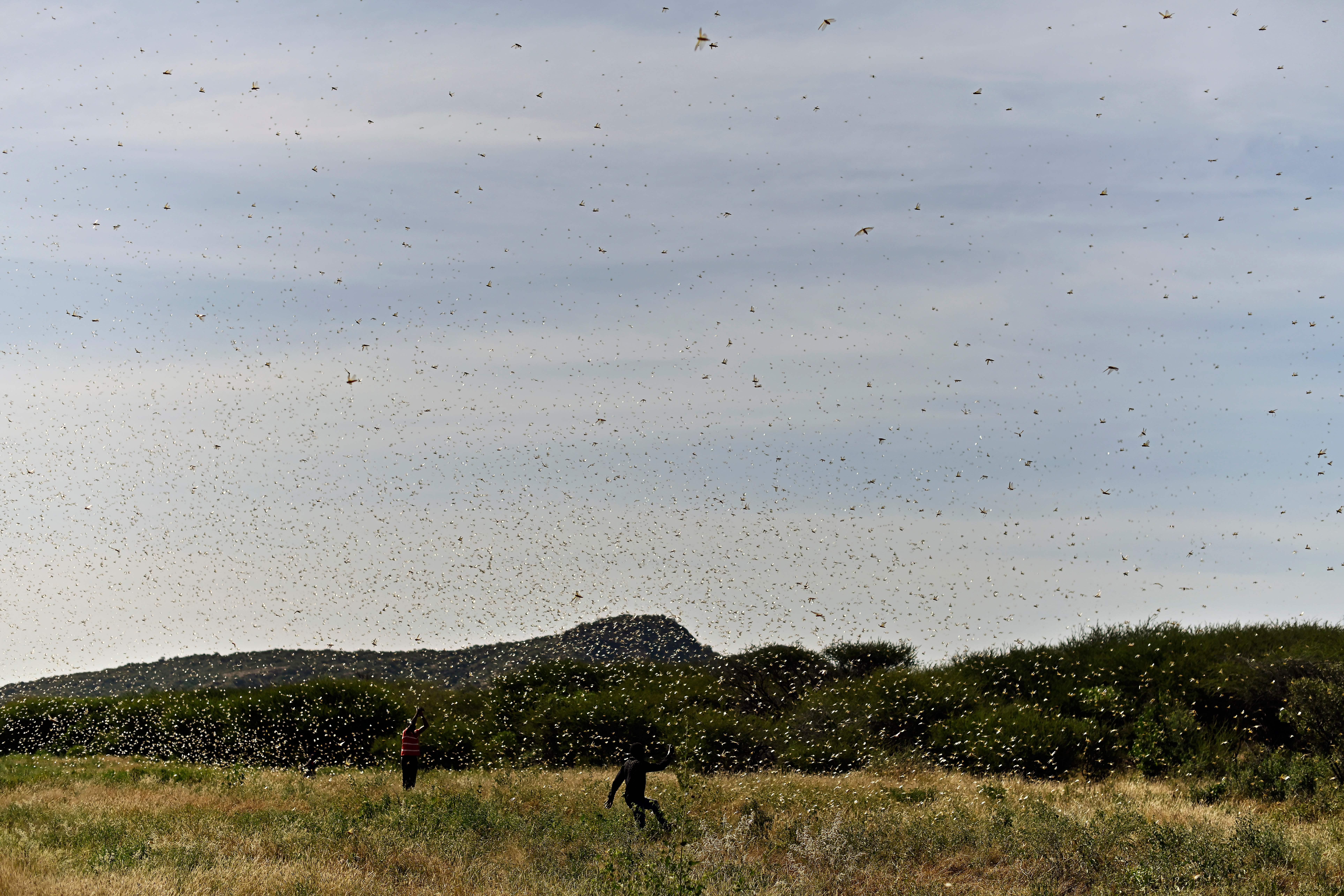 Climate change helped spawn East Africa's locust crisis | Grist