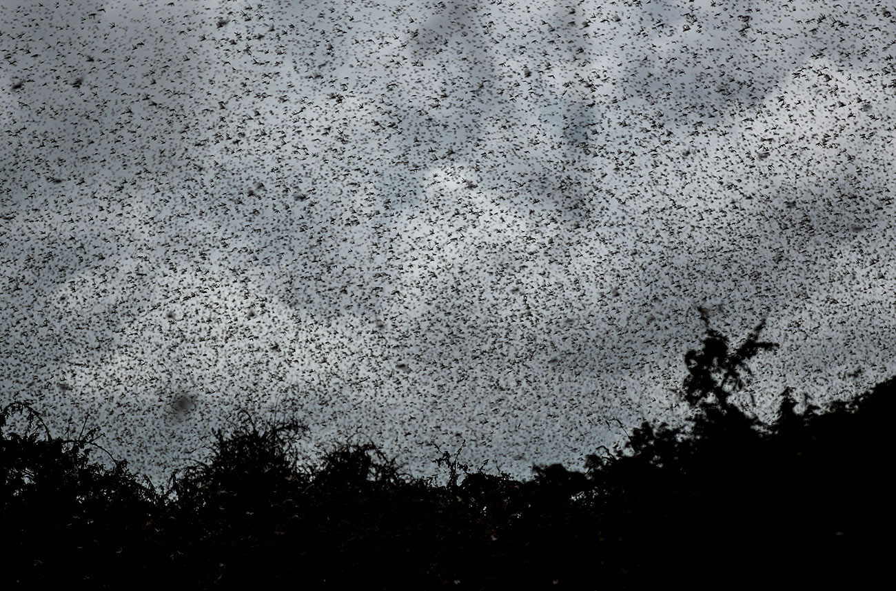 Climate change helped spawn East Africa's locust crisis | Grist