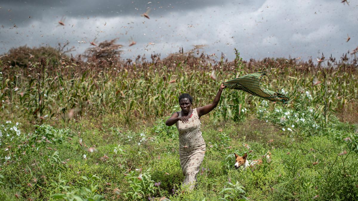 Climate change helped spawn East Africa's locust crisis | Grist