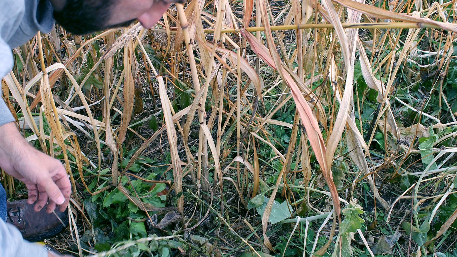 How do we fix America's fertilizer problem? Look in this ditch. | Grist