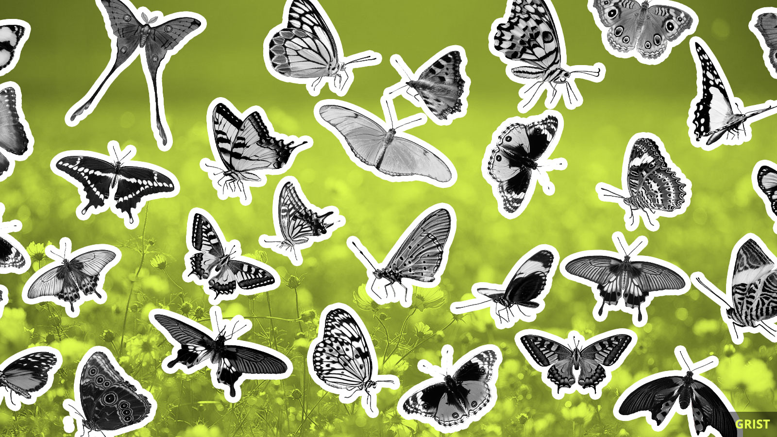 The butterfly effect - Grist | Grist