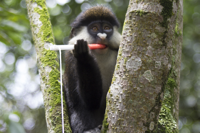 These scientists saw a pandemic coming. Now they're trying to stop the ...