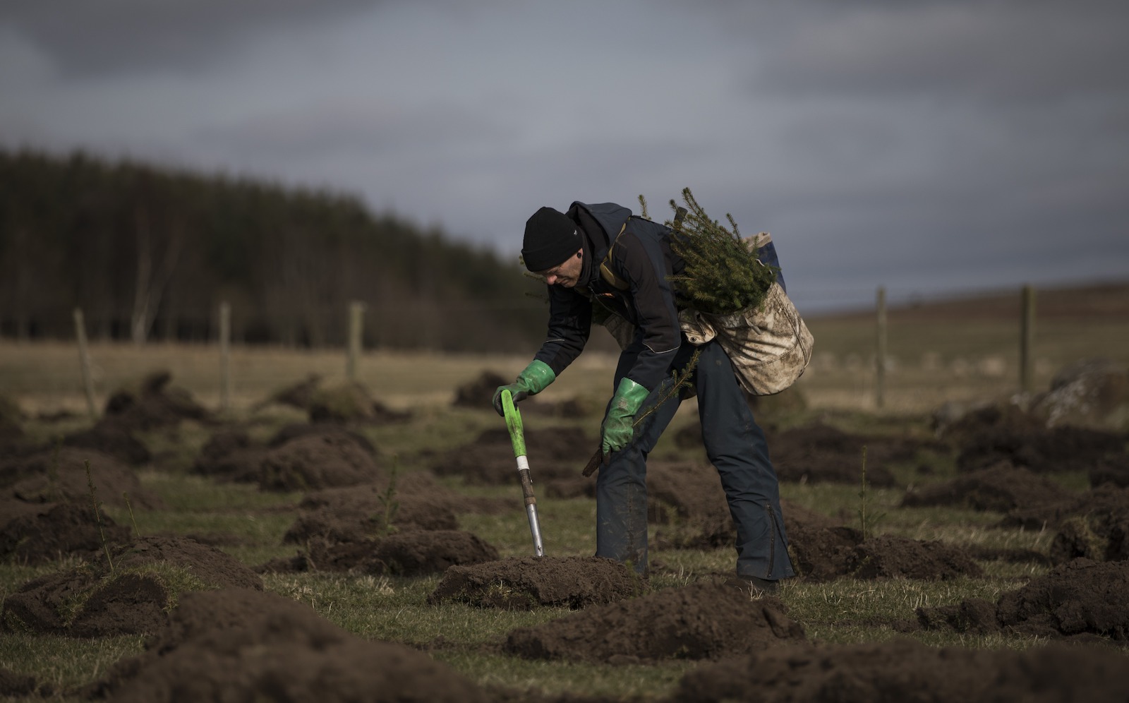 Natural debate: Do forests grow better without our help? | Grist