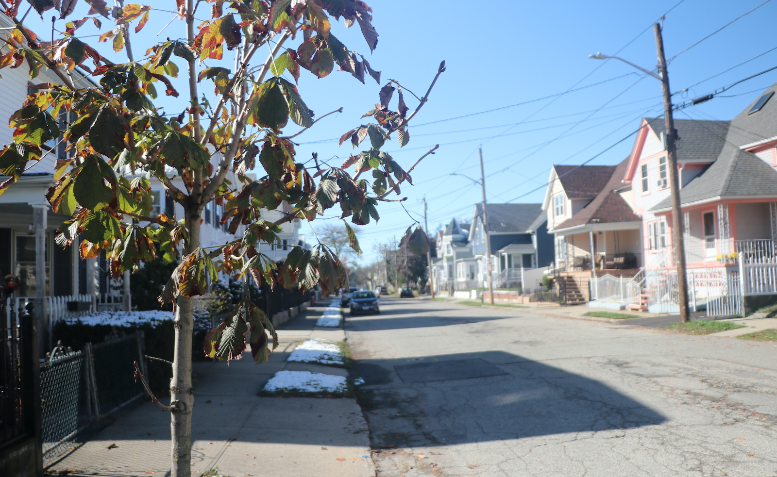 The first step to bridging the urban ‘canopy gap’? Counting and mapping ...