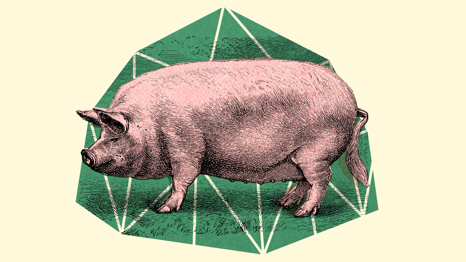 Making fuel from pig poop sounds exciting — unless you live nearby