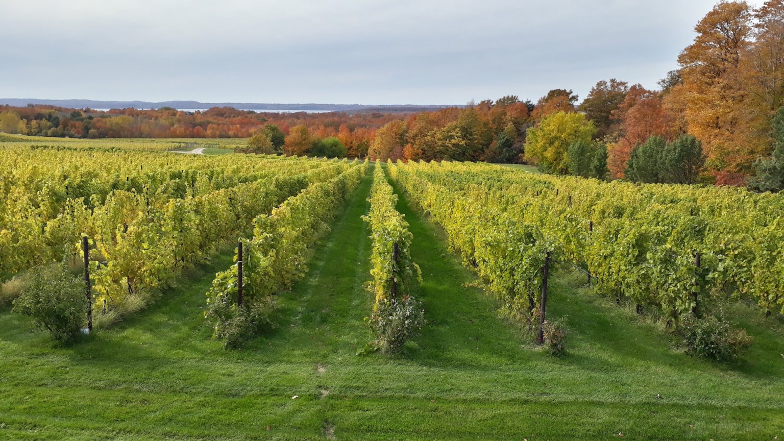 Rising temperatures could make Michigan the next great wine hub | Grist