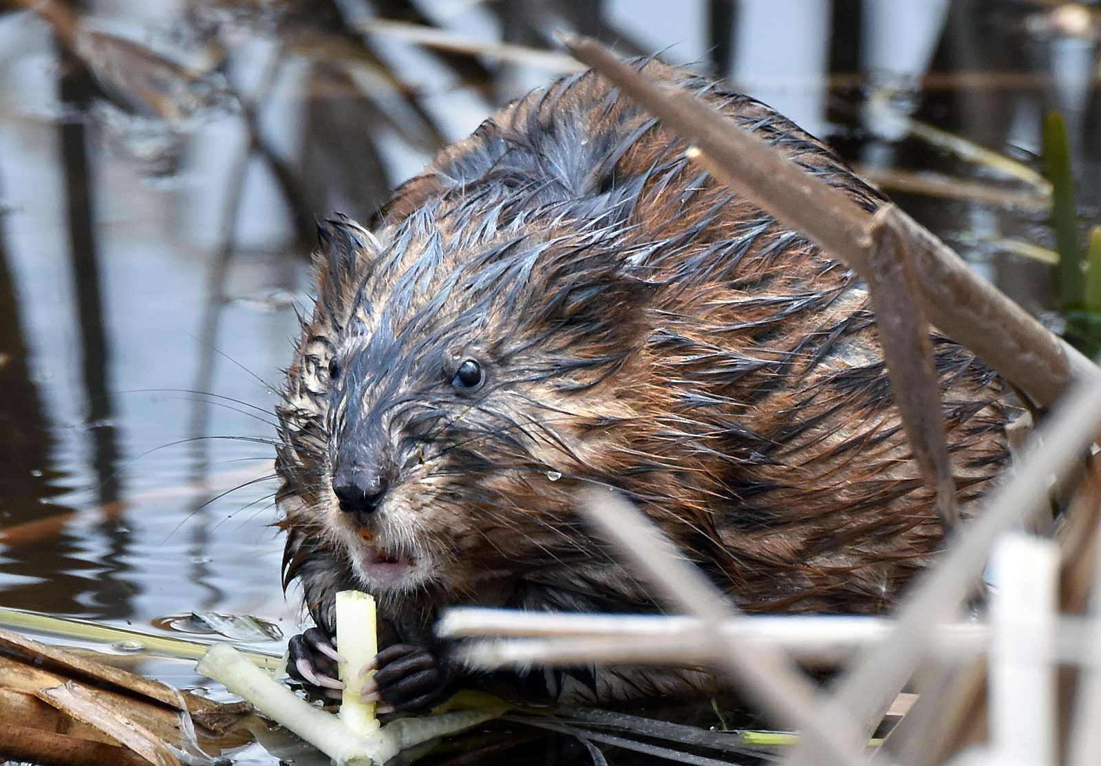 A watershed moment: How Boston's Charles River went from polluted to ...