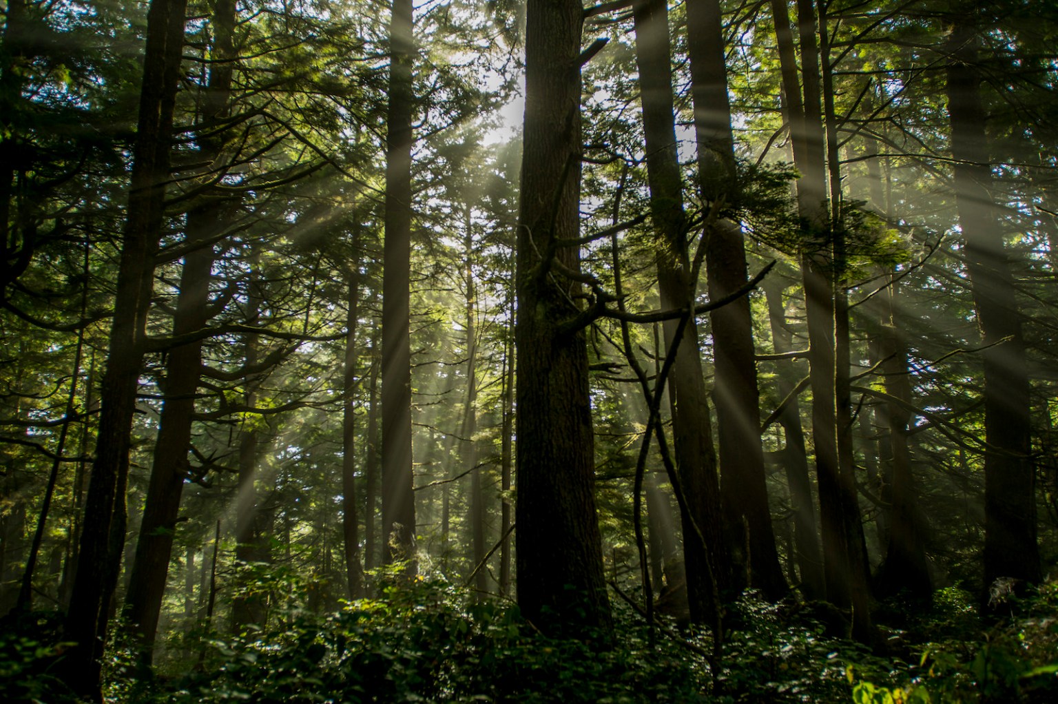 The 'Twilight' romance no one talks about | Grist