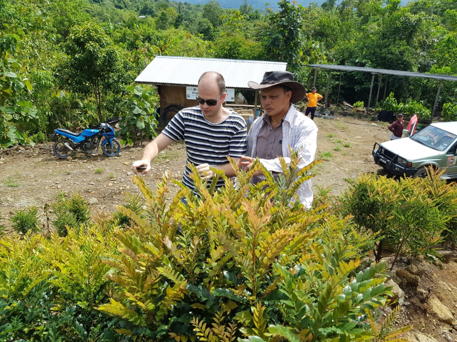 Phytomining: The plant-based solution growing on the minin industry | Grist