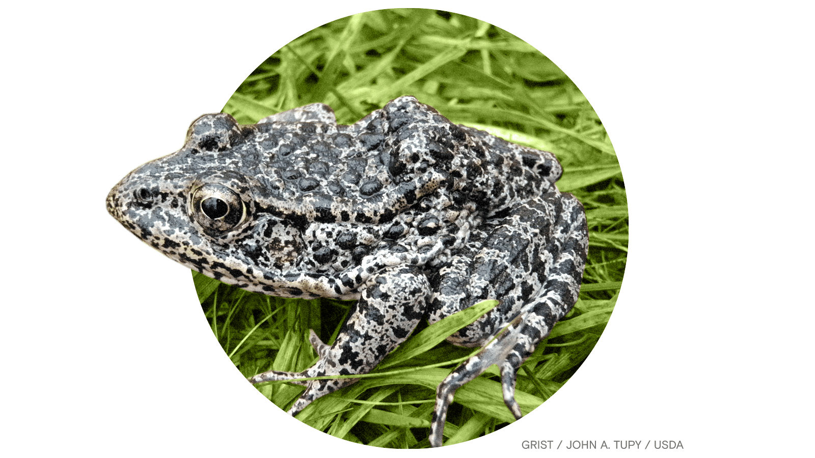 A win for the dusky gopher frog - Grist | Grist