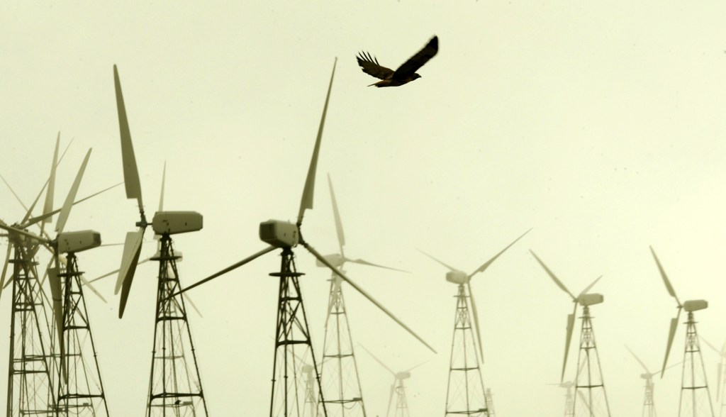 Meet the rogue birding group blocking wind energy at every turn | Grist