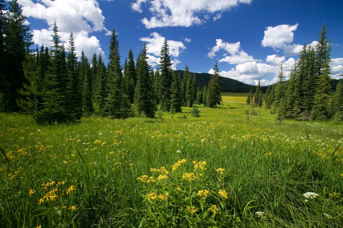 The forests backing California's carbon offsets are burning up | Grist