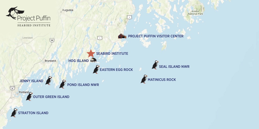 Puffins and other seabirds are dying because of climate change | Grist