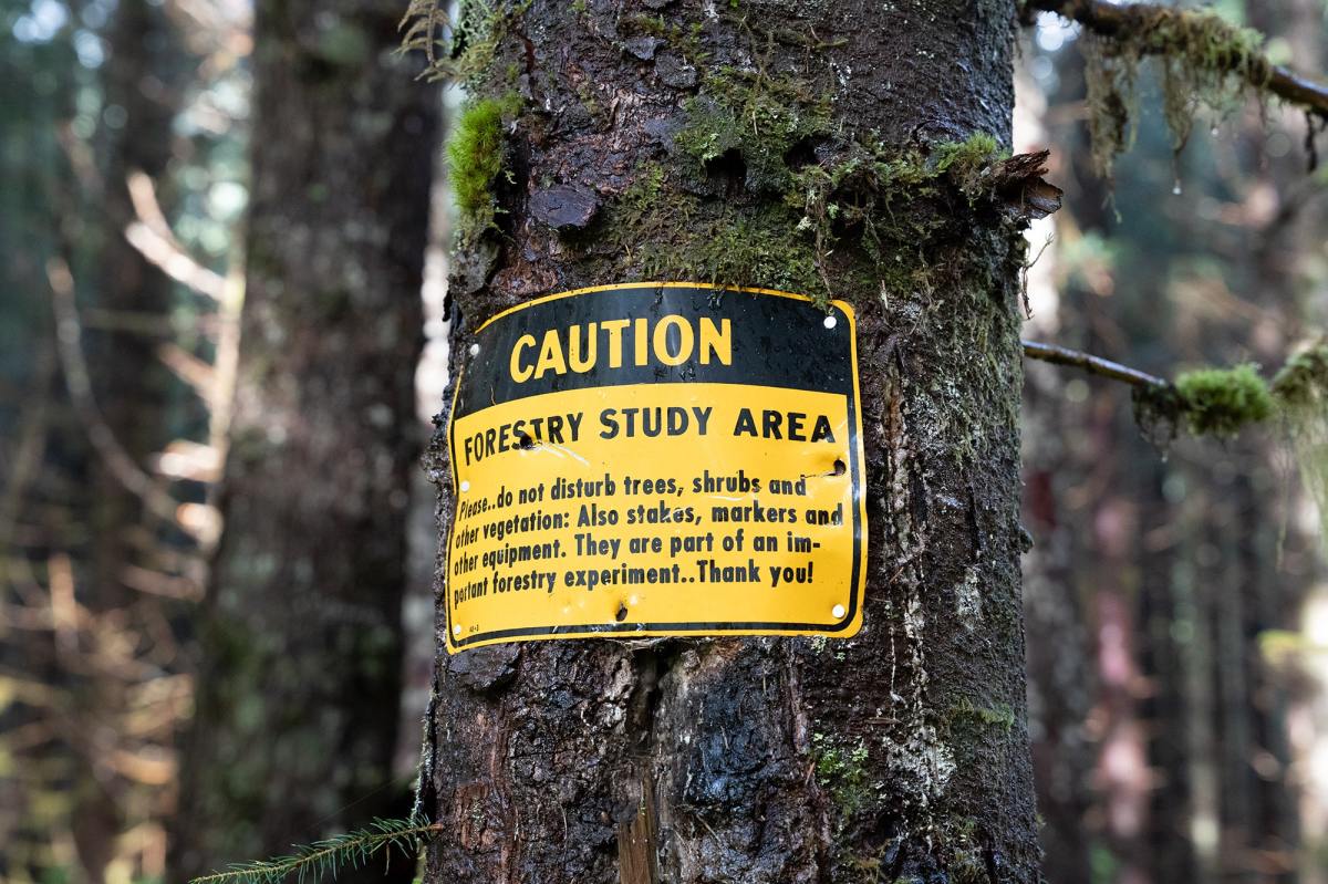 A logging loophole is clear-cutting the Tongass National Forest - Grist ...