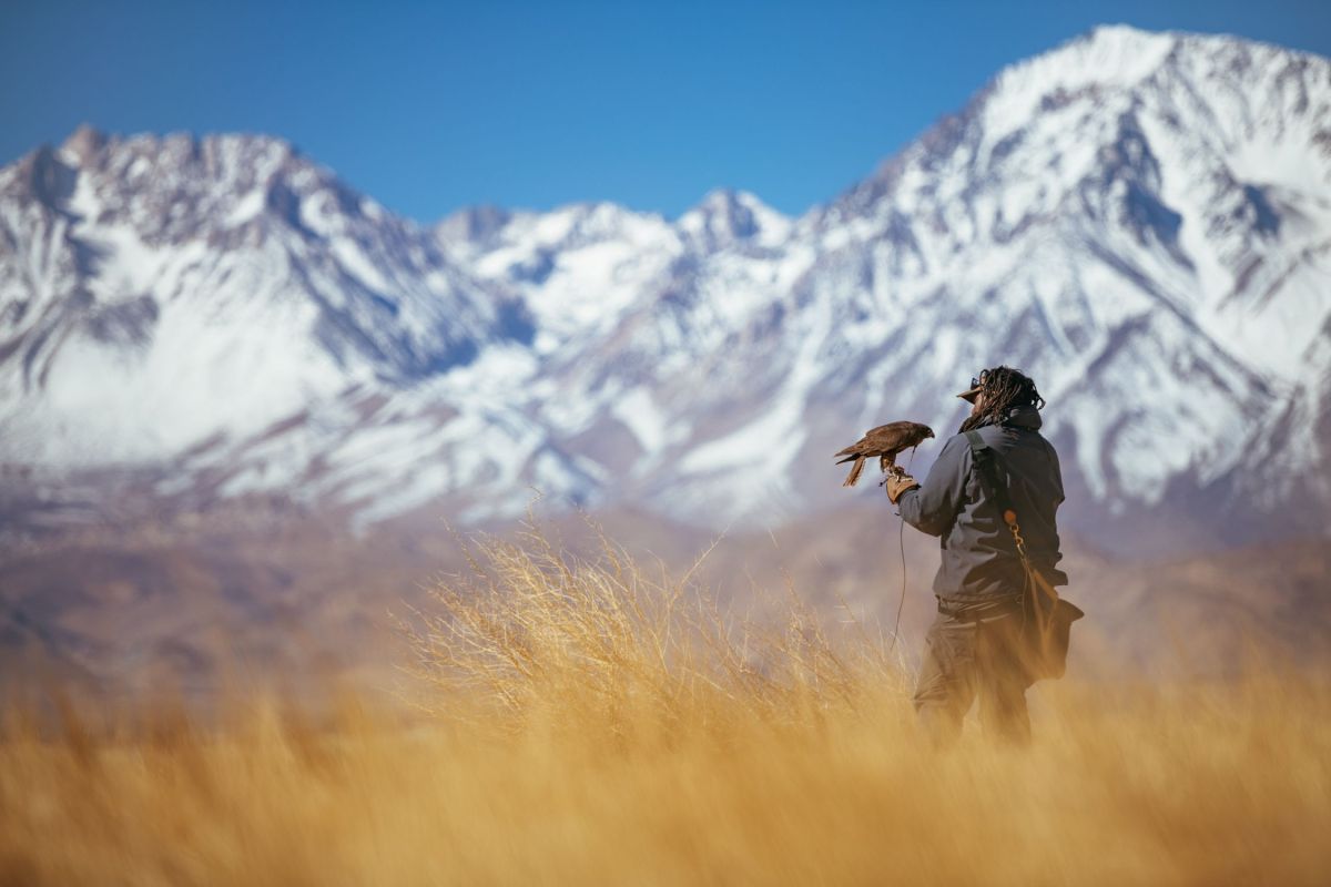 Falconry's influence on conservation practices | Grist