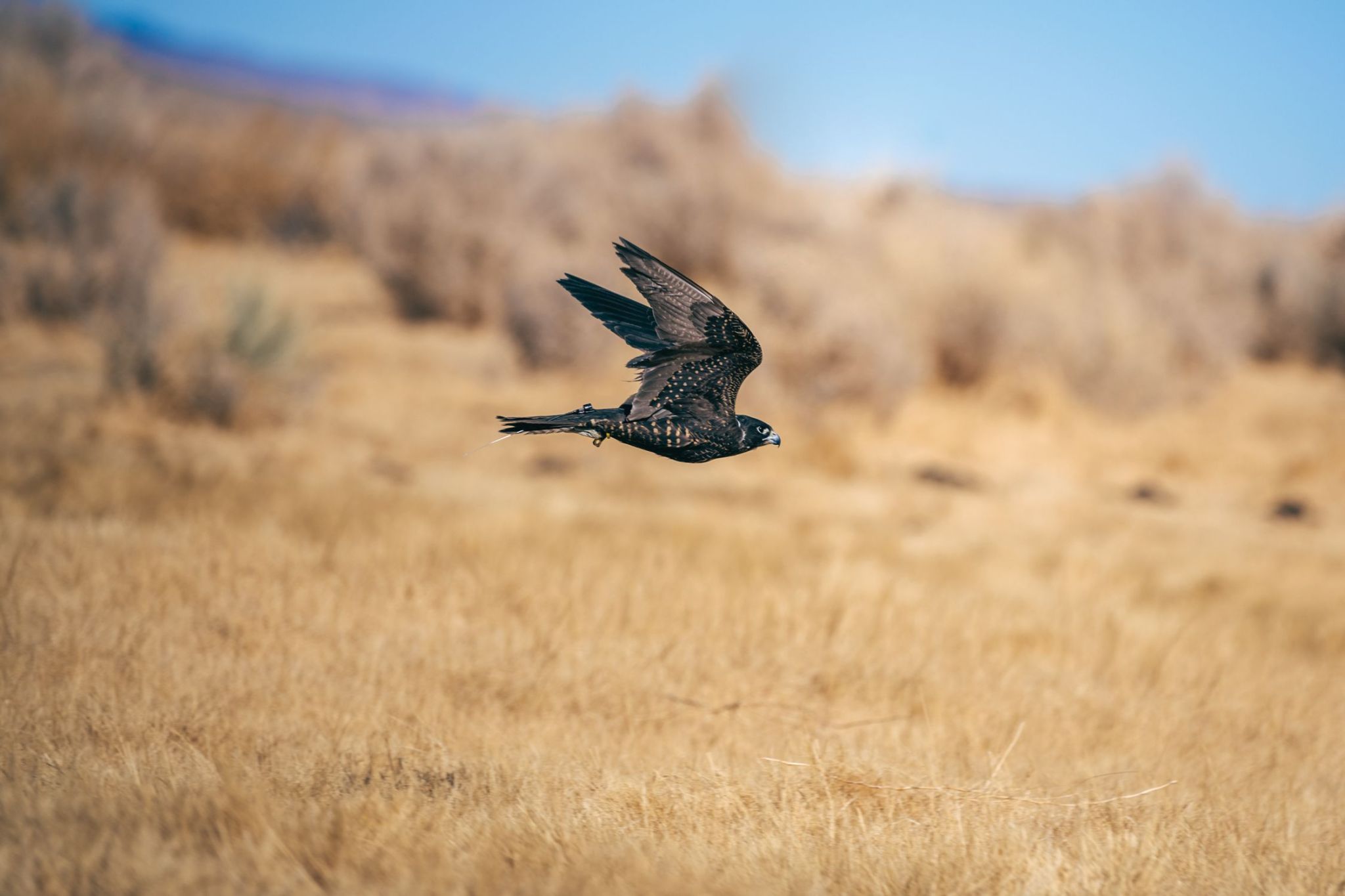 Falconry's influence on conservation practices | Grist