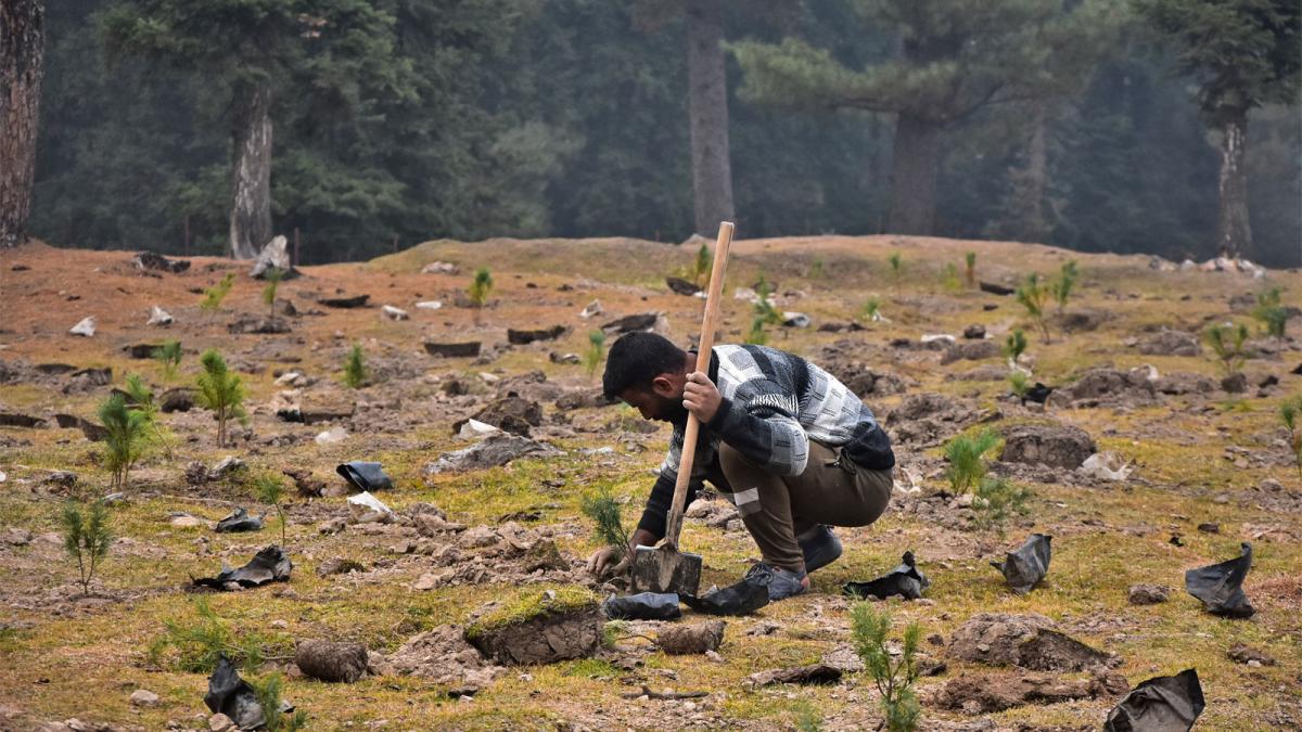 Does planting trees actually help the climate? Here’s what we know. | Grist