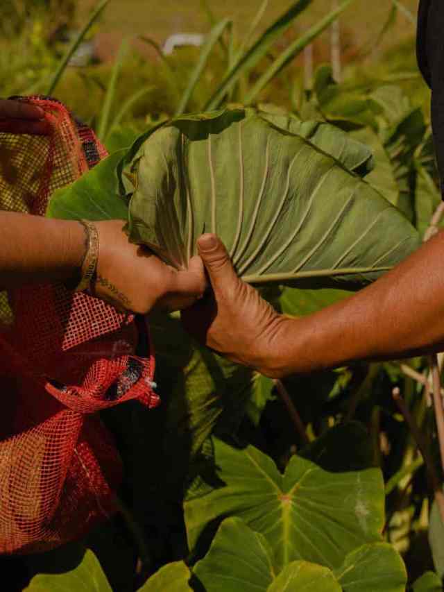 The farmers restoring Hawaii’s ancient food forests that once fed an ...