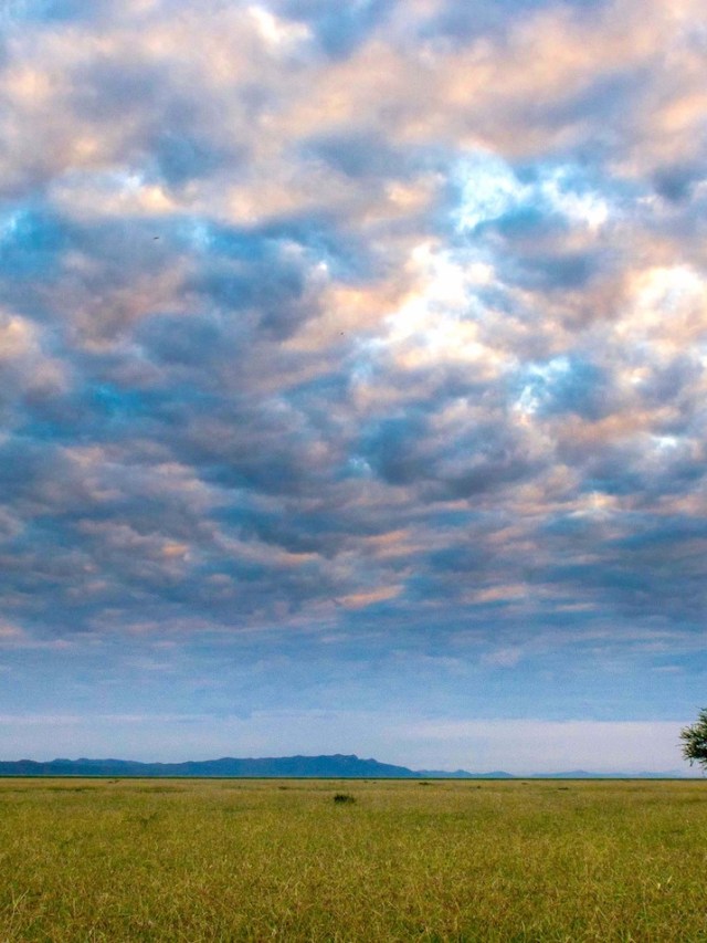 In Tanzania, carbon offsets preserve forests and a way of life | Grist